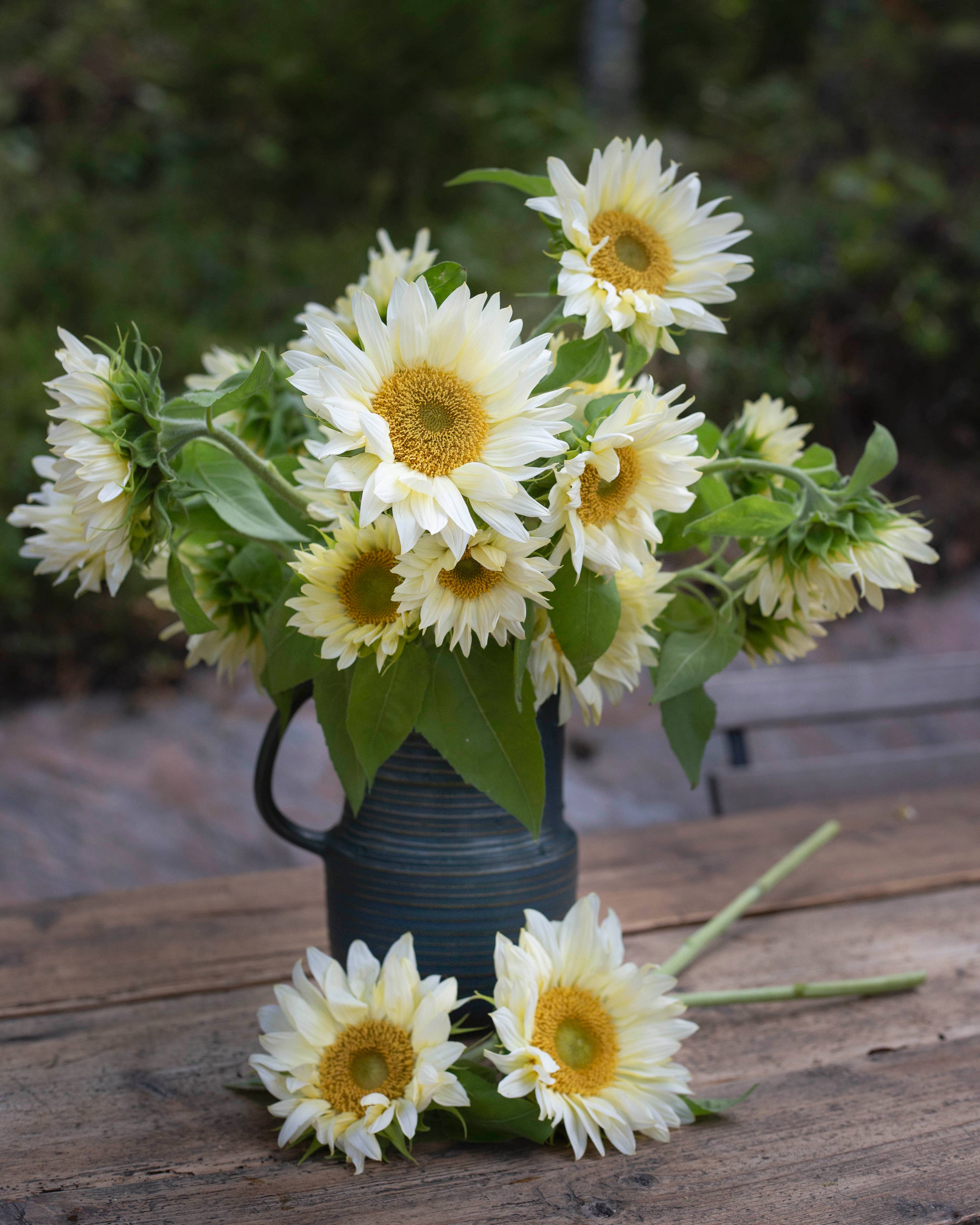 Zonnebloem Procut® White Lite zaad – dangarden